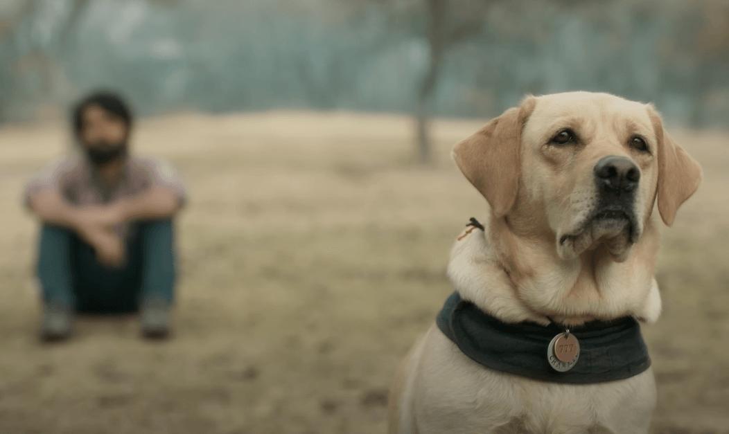 Labradors in demand - The Local Brief